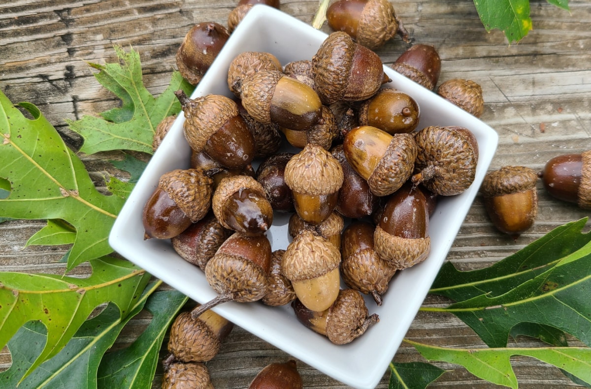 How To Paint Acorns For Fall Decor and More - My Repurposed Life®
