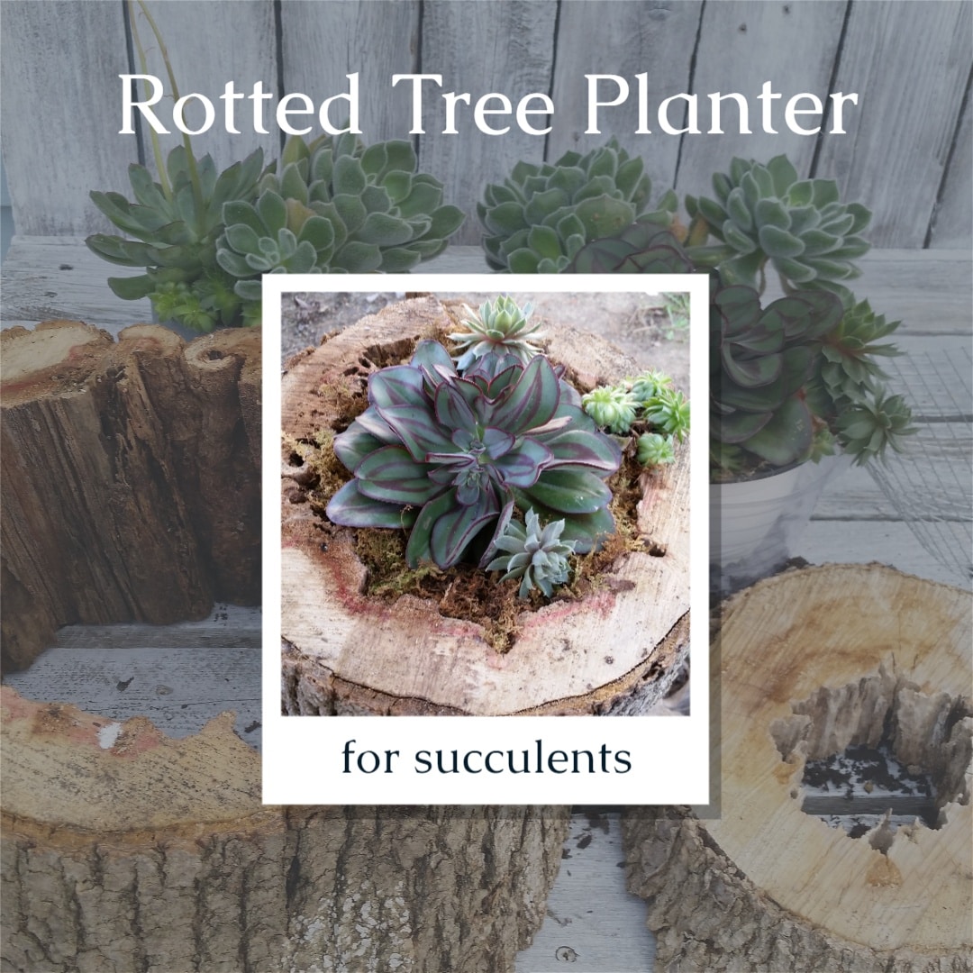 Succulent Planters | rotted tree trunk pieces - My Repurposed Life®