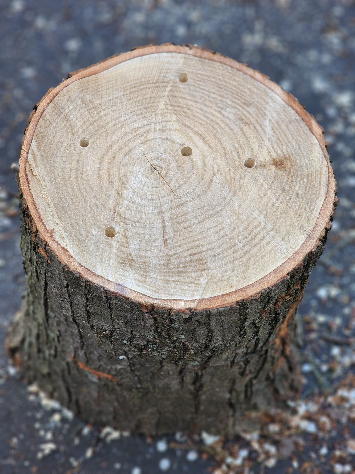 Fairy Garden | Tree Stump - My Repurposed Life®