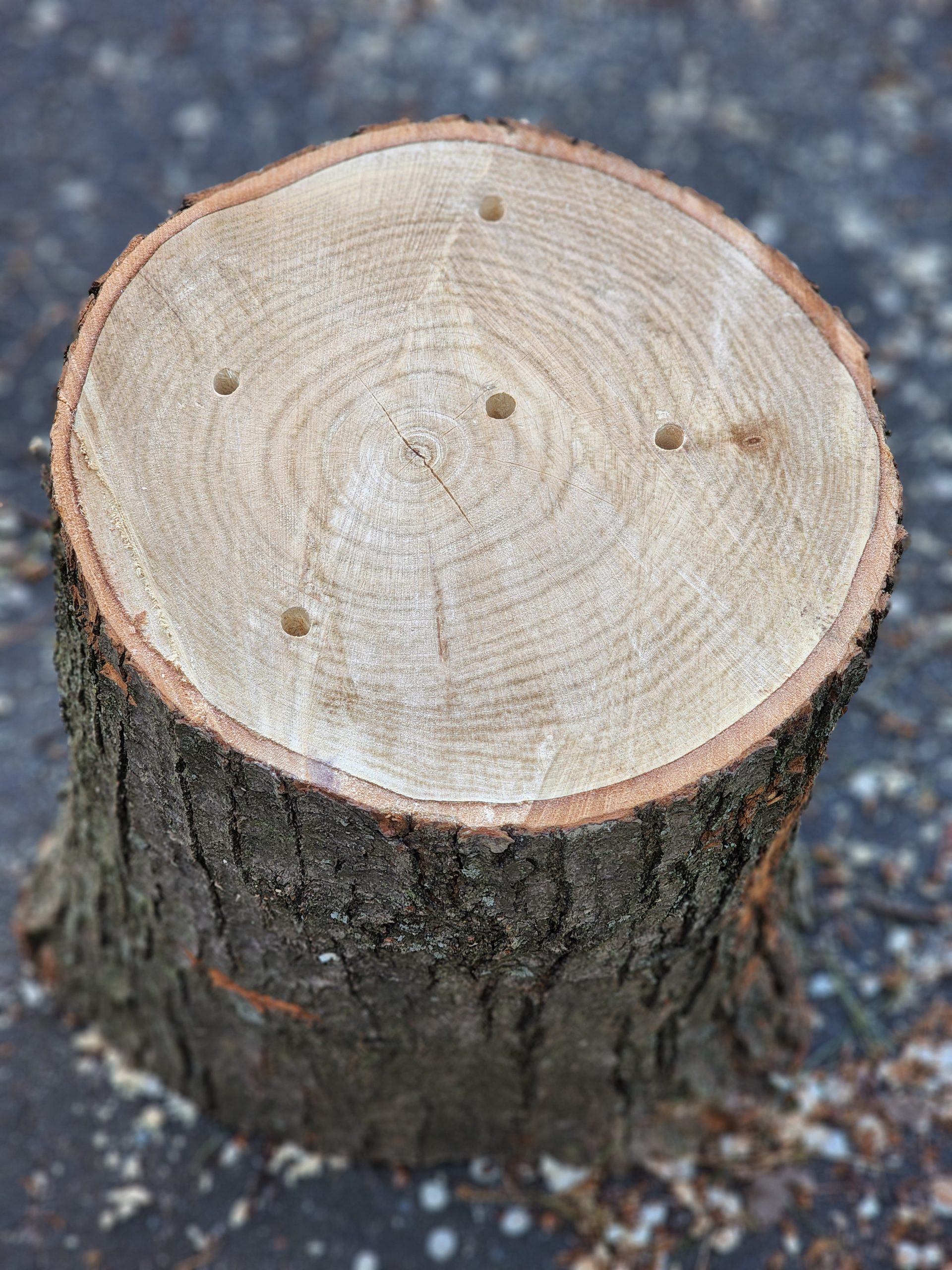 Fairy Garden | Tree Stump - My Repurposed Life®