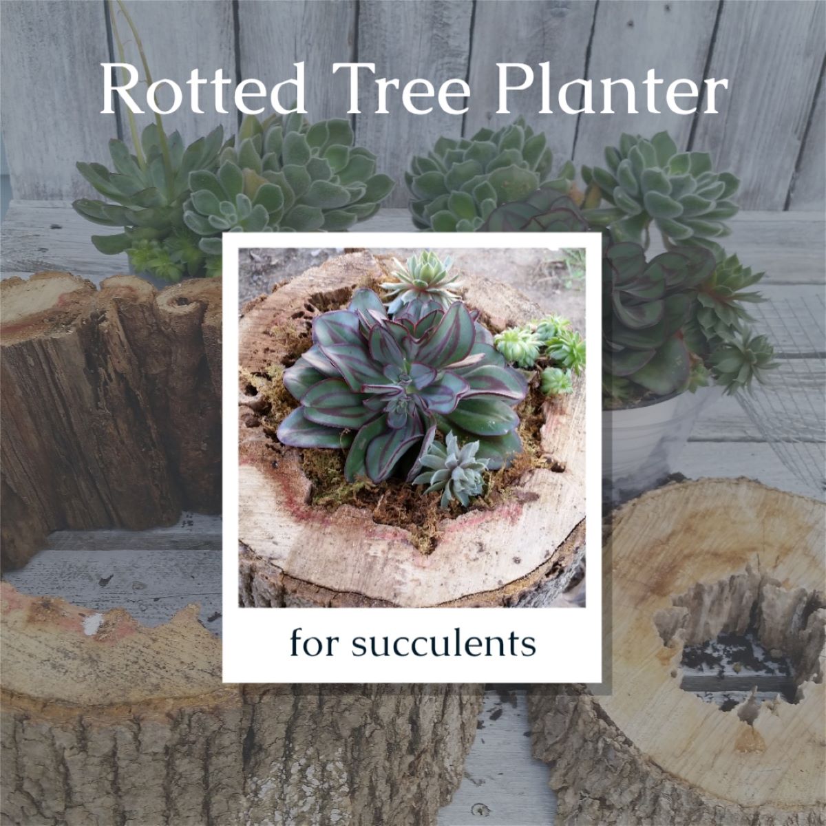 Succulent Planters | Rotted Tree Trunk Pieces - My Repurposed Life®
