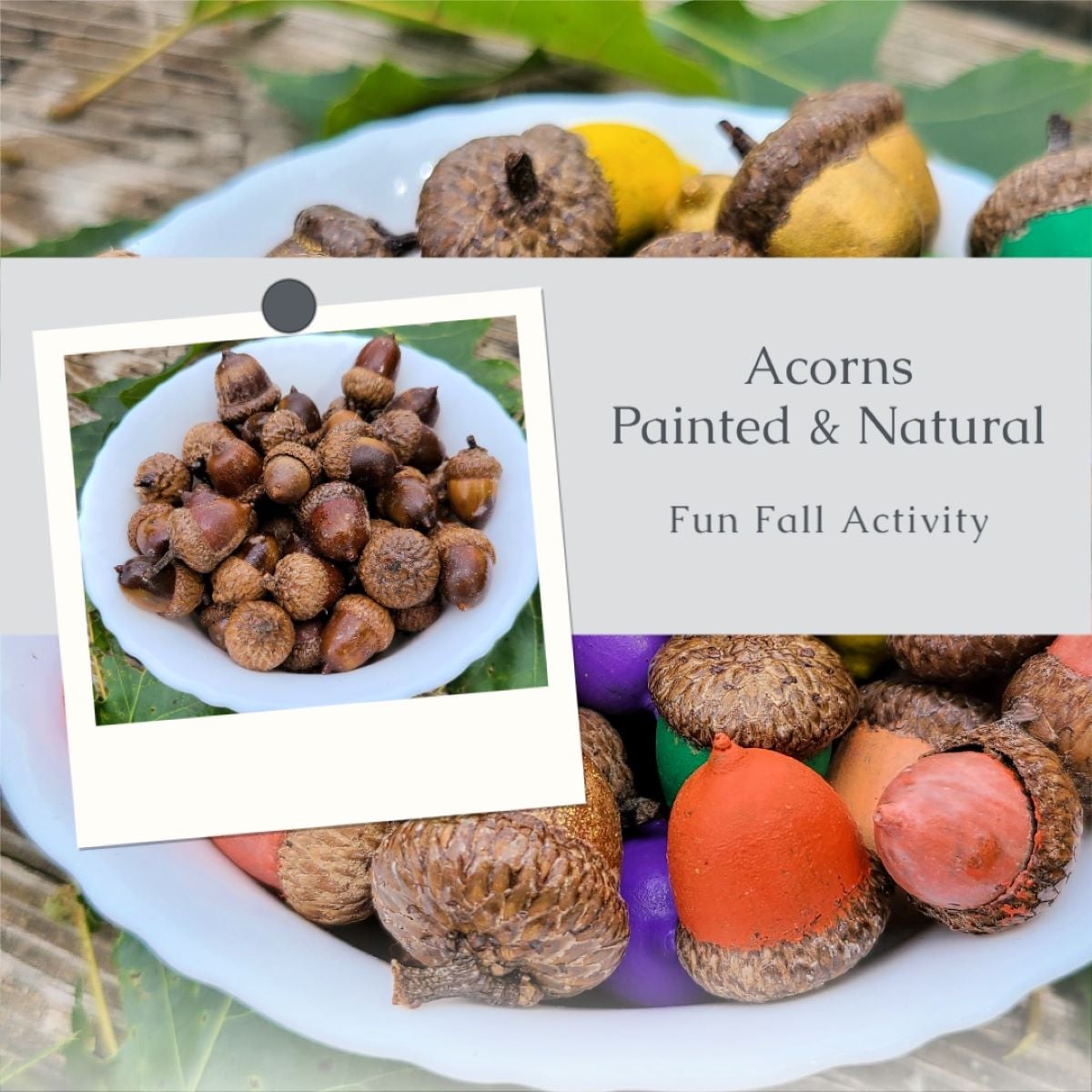 How To Paint Acorns For Fall Decor and More - My Repurposed Life®