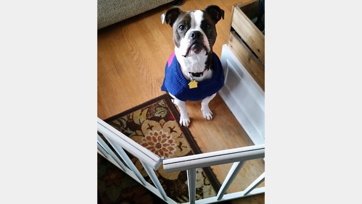 Weekend DIY Pet Projects! - My Repurposed Life®